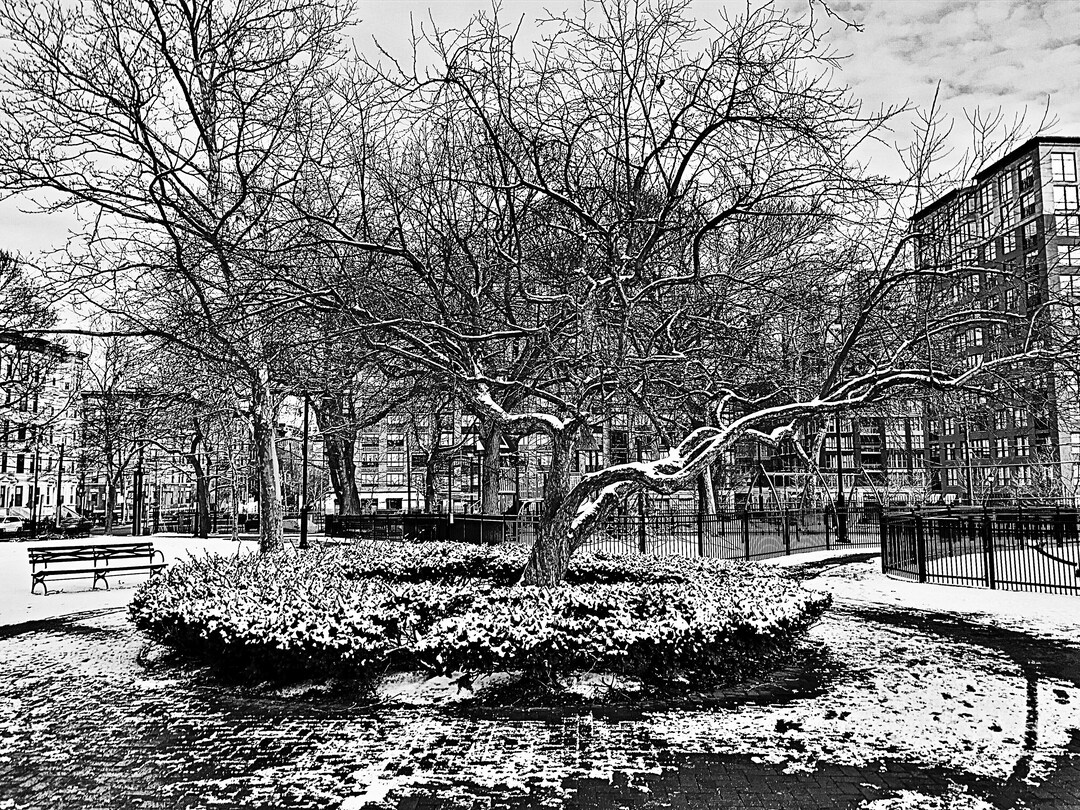 Tree at Elysian Park in B&W - Etsy
