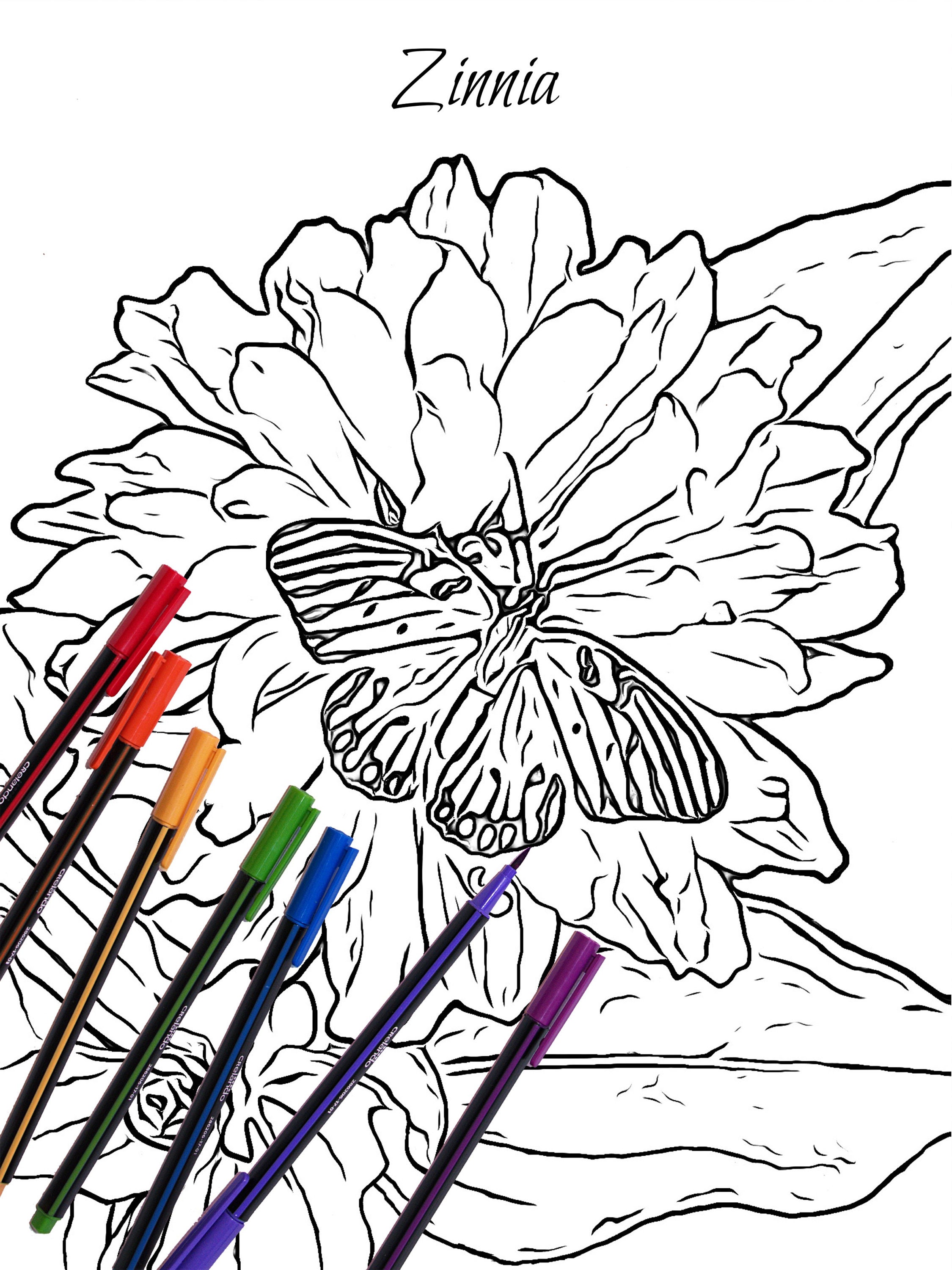 Zinnia Coloring Page