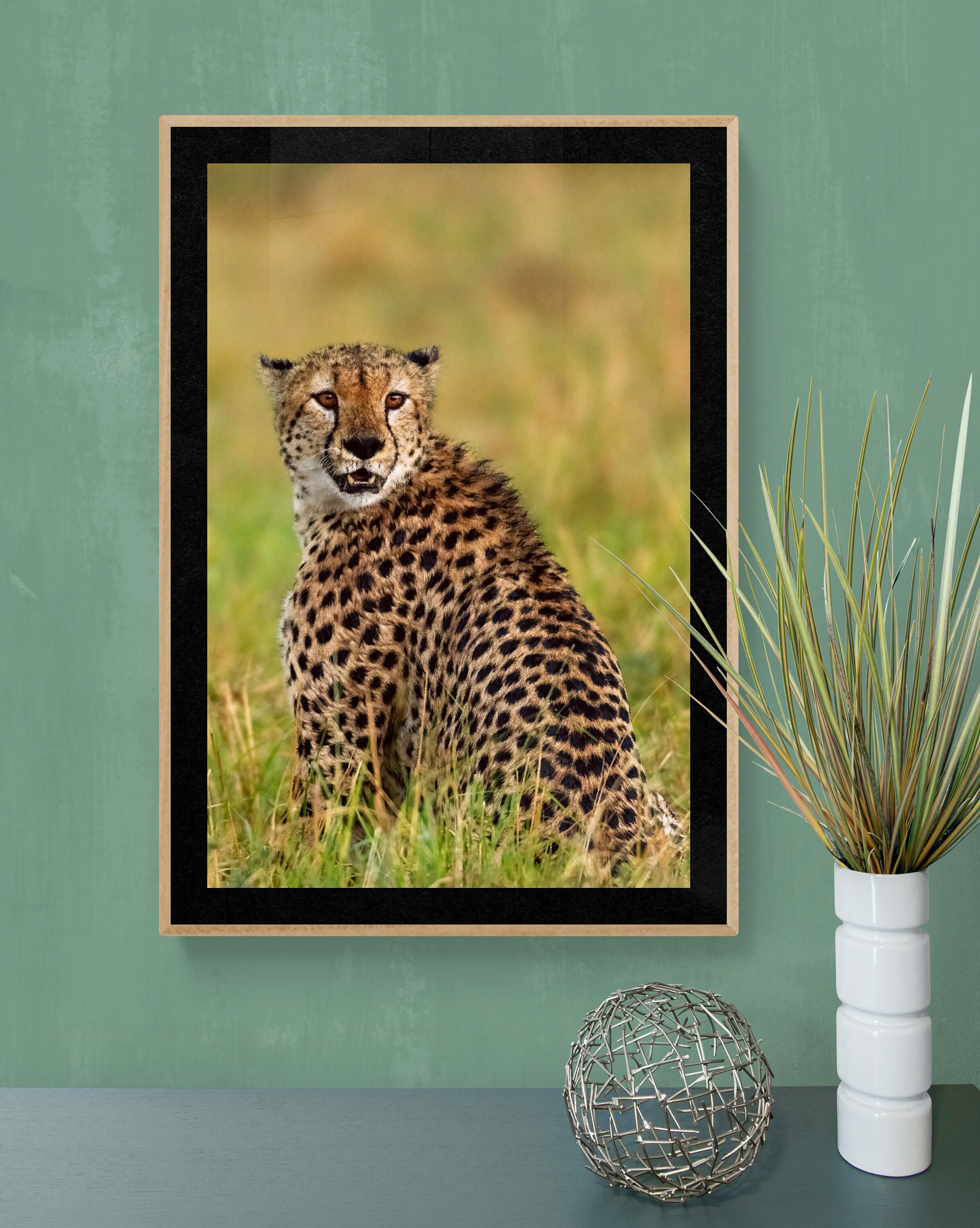 African Wildlife Photography Cheetah