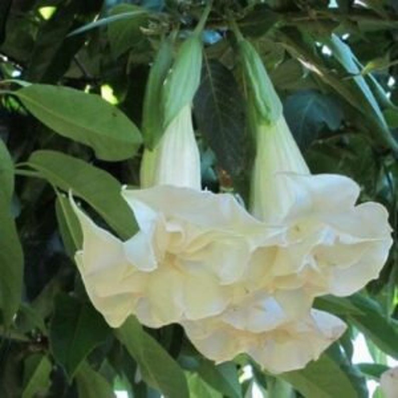 Double Pink Angel Trumpet Flower Tree Bush Seeds X10 FREE SHIP Buy 2 ...