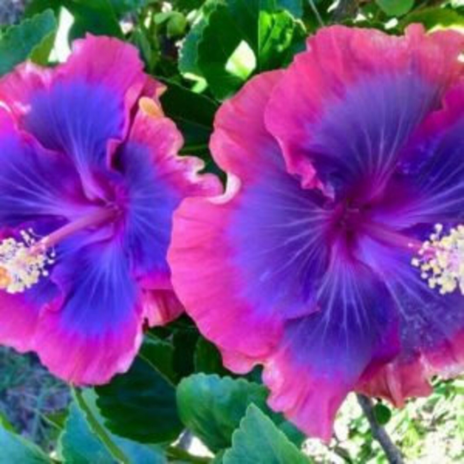 Blue Dream Hibiscus Flower Seeds X20 FREE SHIP Buy 2 Get 1 Free - Etsy