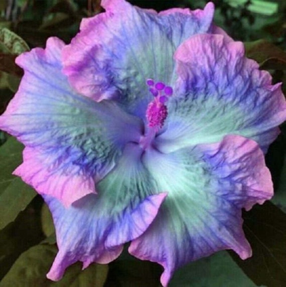 Blue Dream Hibiscus Flower Seeds X20 FREE SHIP Buy 2 Get 1 | Etsy