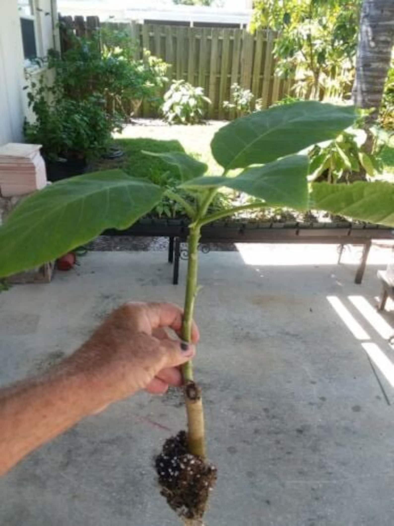 White Double/triple Bloom Angel Trumpet Starter Plant 6-10" - Etsy