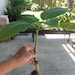 White Double/triple Bloom Angel Trumpet Starter Plant 6-10" - Etsy