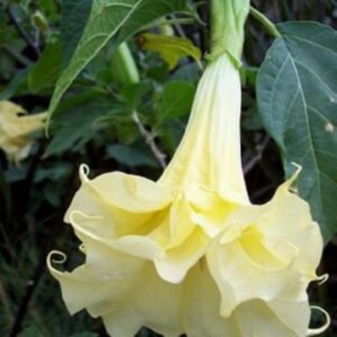 Double Pink Angel Trumpet Flower Tree Bush Seeds X10 FREE SHIP - Etsy