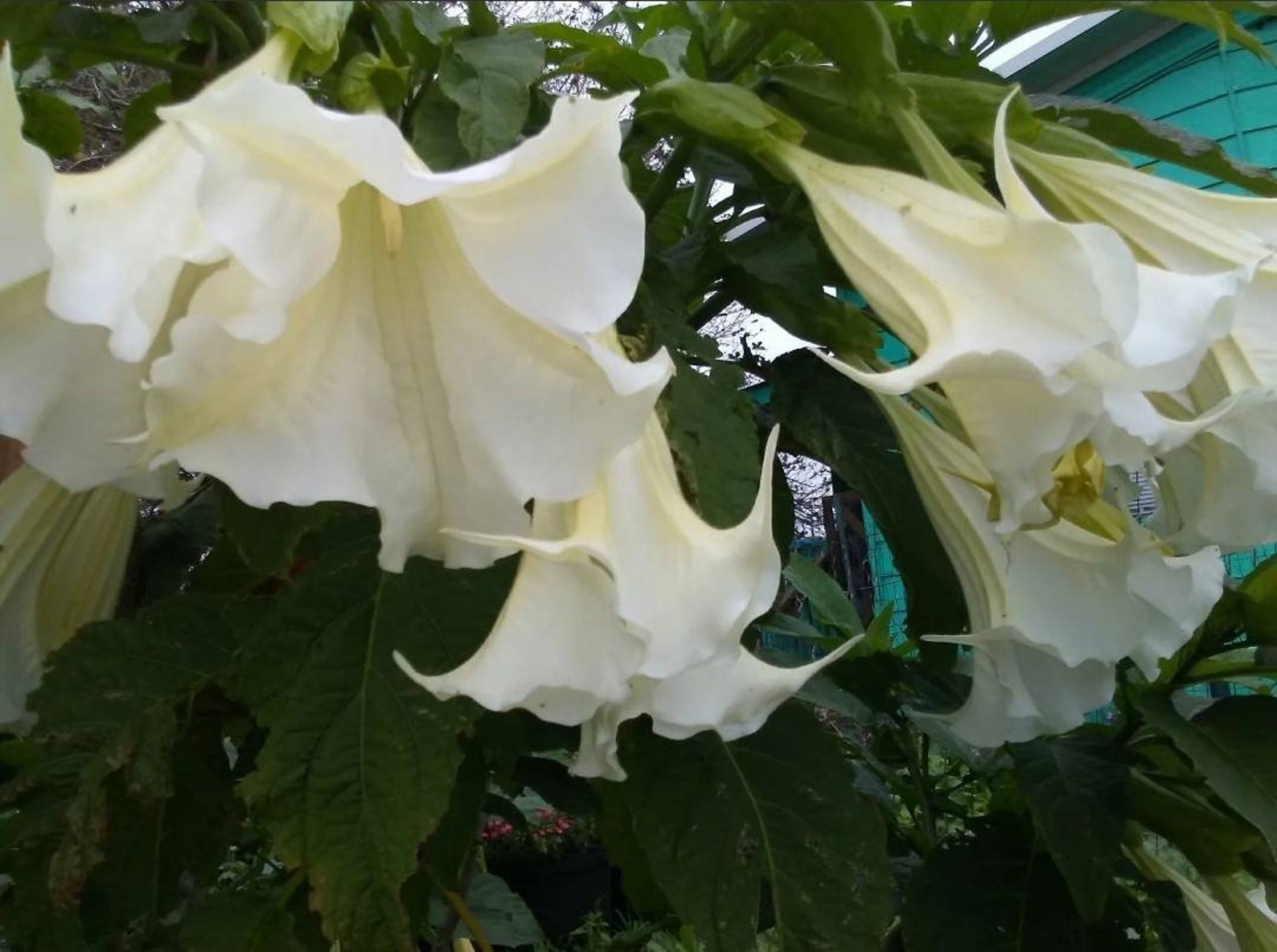 White Double/triple Bloom Angel Trumpet Starter Plant 6-10" - Etsy