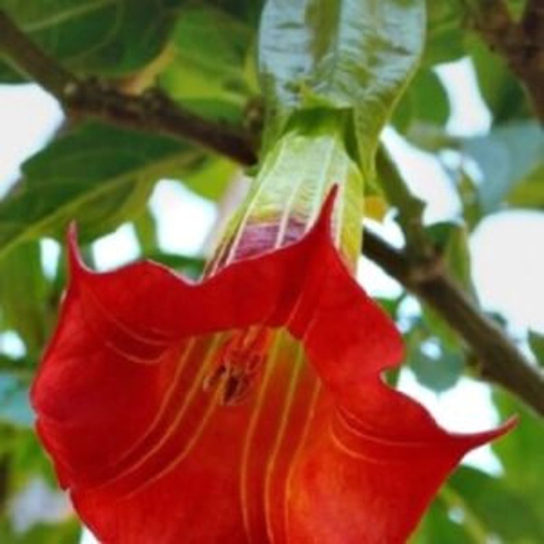 Blue Angel Trumpet Flower Bush Seeds X10 FREE SHIP Buy 2 Get 1 - Etsy