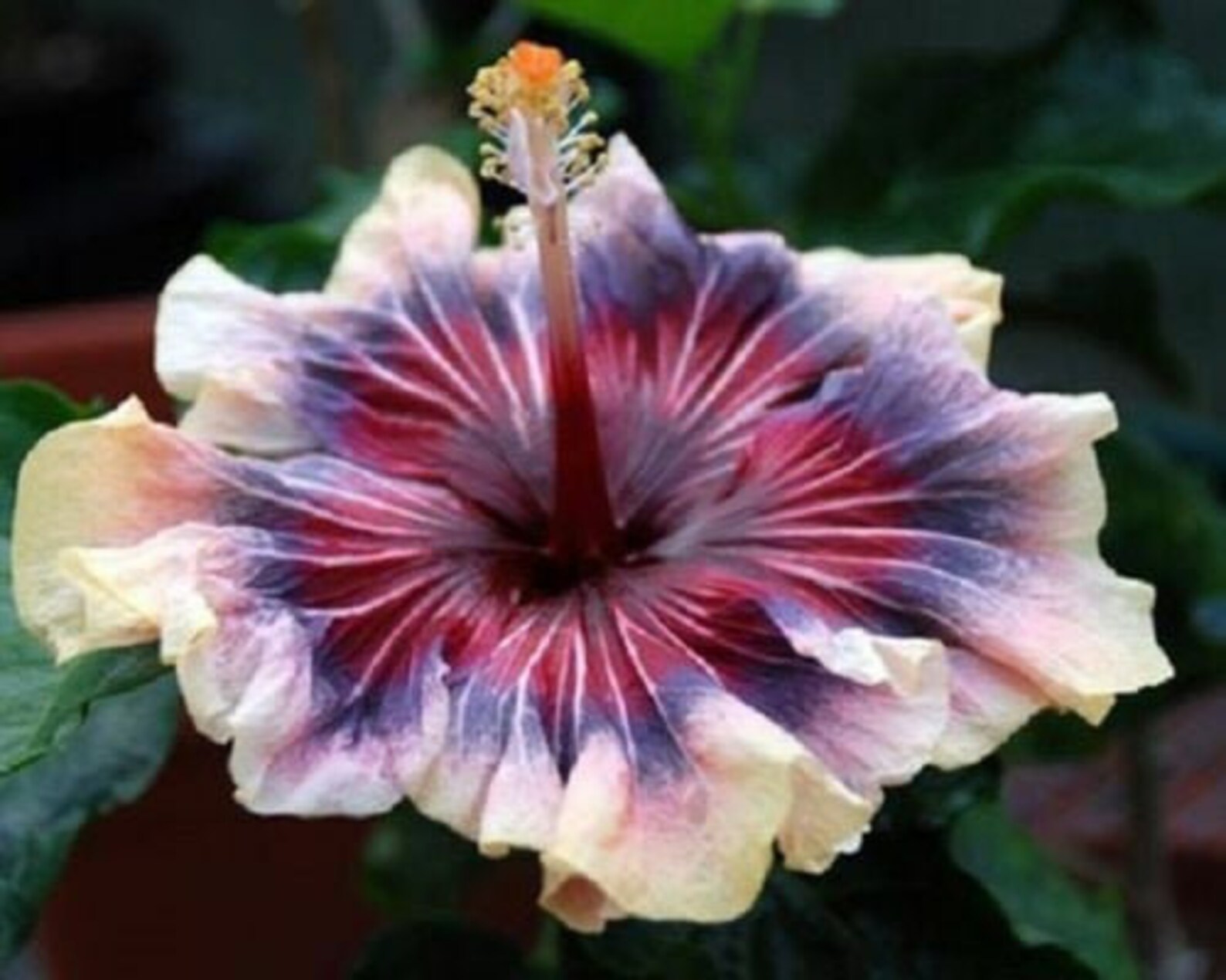 Blue Dream Hibiscus Flower Seeds X20 FREE SHIP Buy 2 Get 1 Free - Etsy