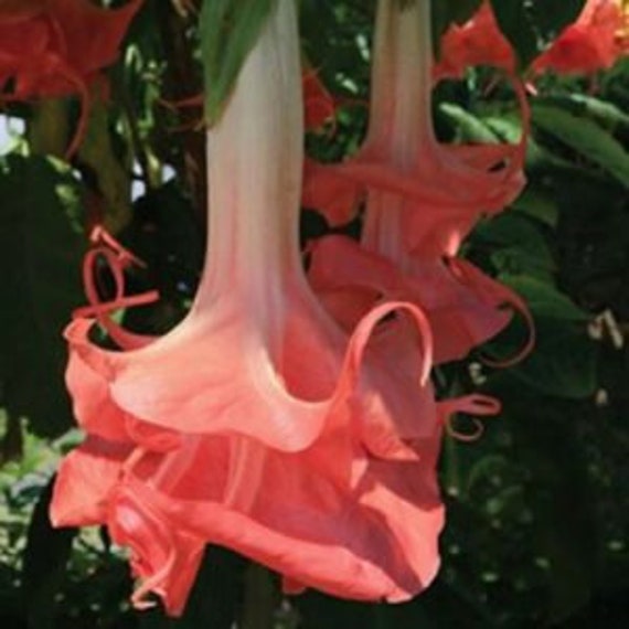 Double Pink Angel Trumpet Flower Tree Bush Seeds X10 FREE SHIP - Etsy