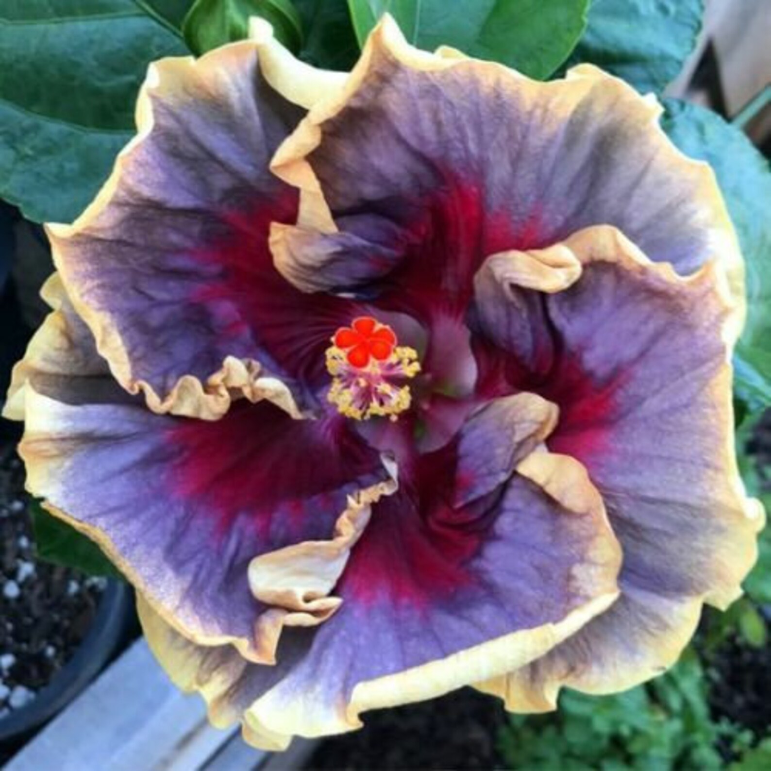 Blue Dream Hibiscus Flower Seeds X20 FREE SHIP Buy 2 Get 1 Free - Etsy