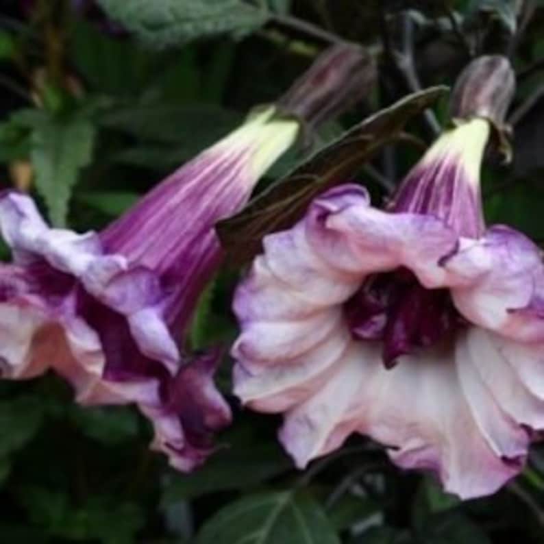 Blue Angel Trumpet Flower Bush Seeds X10 FREE SHIP Buy 2 Get 1 Free - Etsy