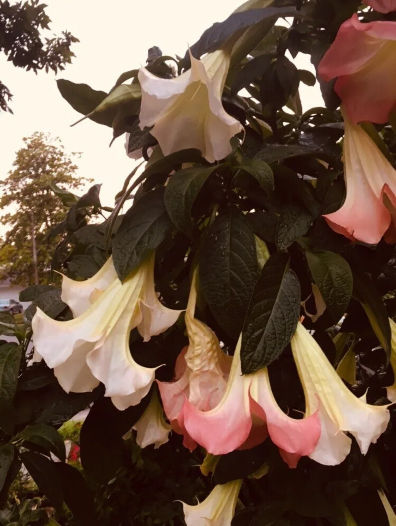 White Double/triple Bloom Angel Trumpet Starter Plant 6-10" - Etsy
