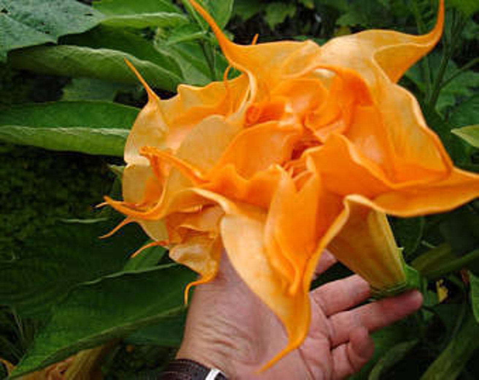 Double Pink Angel Trumpet Flower Tree Bush Seeds X10 FREE SHIP Buy 2 ...