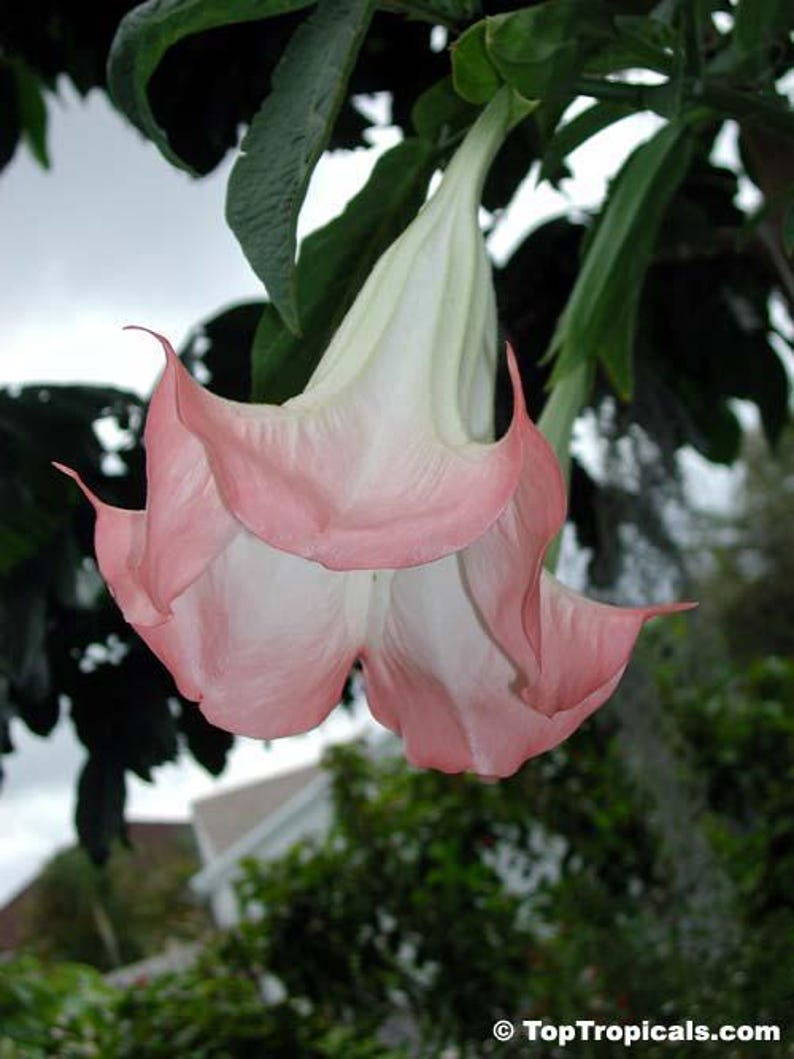 White Double/triple Bloom Angel Trumpet Starter Plant 6-10" - Etsy