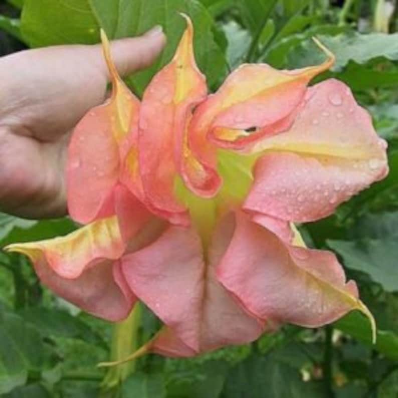 Blue Angel Trumpet Flower Bush Seeds X10 FREE SHIP Buy 2 Get 1 Free - Etsy