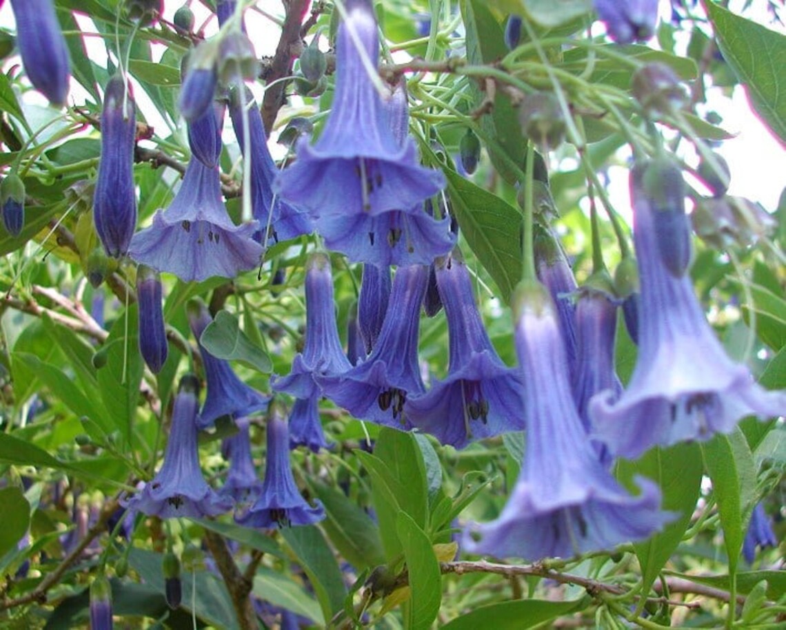 Blue Angel Trumpet Flower Bush Seeds X10 FREE SHIP Buy 2 Get 1 - Etsy