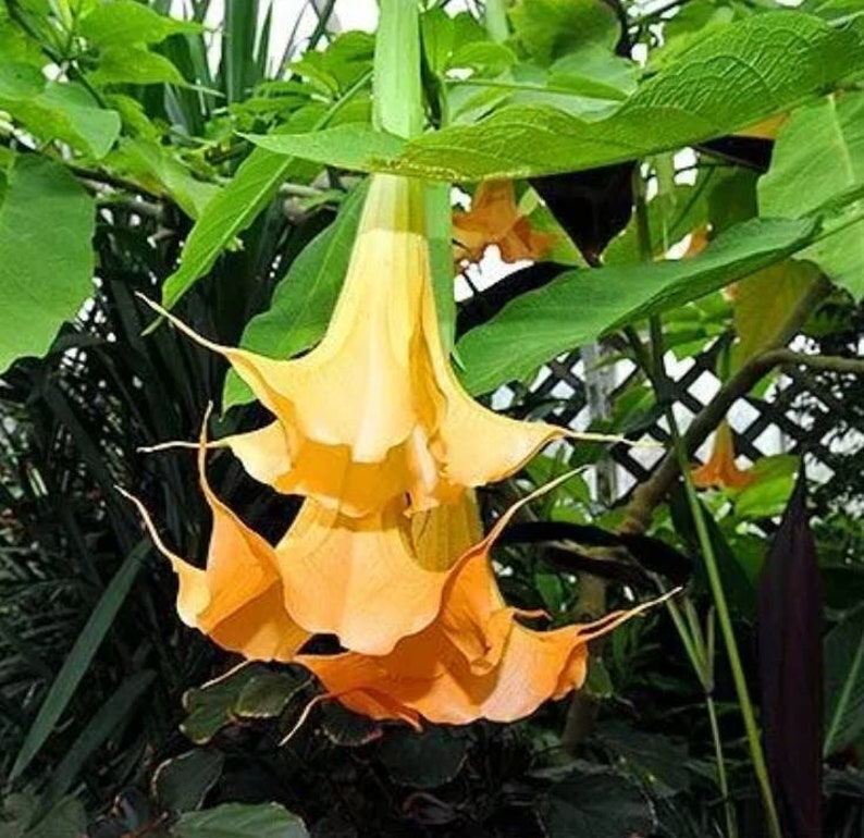 White Double/triple Bloom Angel Trumpet Starter Plant 6-10 - Etsy