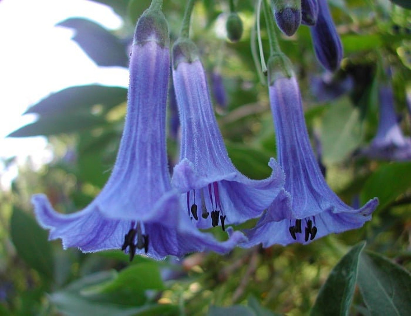 Blue Angel Trumpet Flower Bush Seeds X10 FREE SHIP Buy 2 Get 1 Free - Etsy