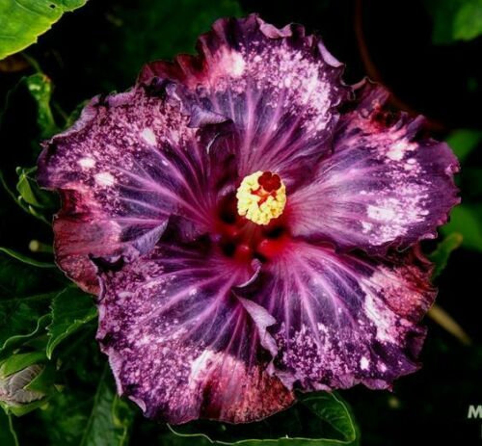 Blue Dream Hibiscus Flower Seeds X20 FREE SHIP Buy 2 Get 1 Free - Etsy