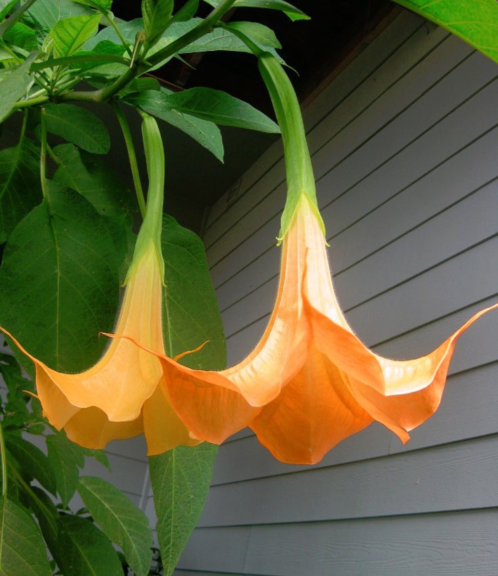 White Double/triple Bloom Angel Trumpet Starter Plant 6-10" - Etsy