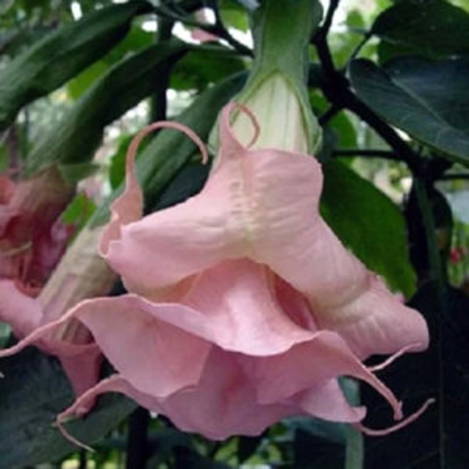 Double Pink Angel Trumpet Flower Tree Bush Seeds X10 FREE SHIP Buy 2 ...
