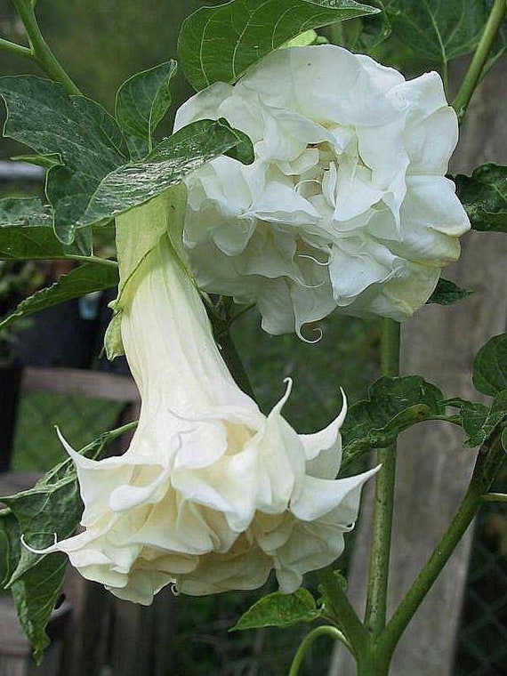 White Double/triple Bloom Angel Trumpet Starter Plant - Etsy