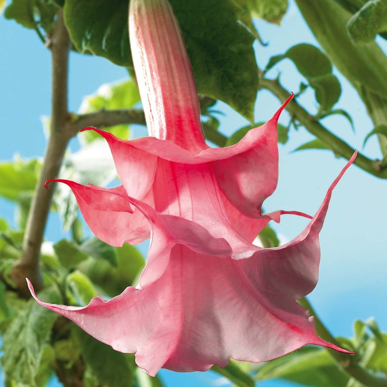 White Double/triple Bloom Angel Trumpet Starter Plant 6-10" - Etsy