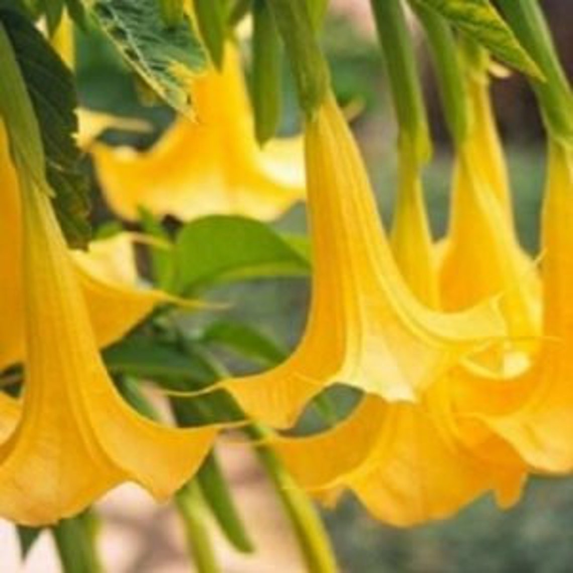 Blue Angel Trumpet Flower Bush Seeds X10 FREE SHIP Buy 2 Get 1 - Etsy