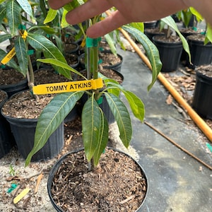 Grafted Tommy Atkins Mango Tree - 3 Gallon Pot, Fully Rooted, Free ...