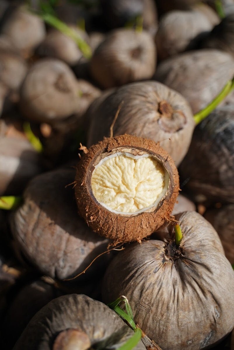 Coconut Fruit