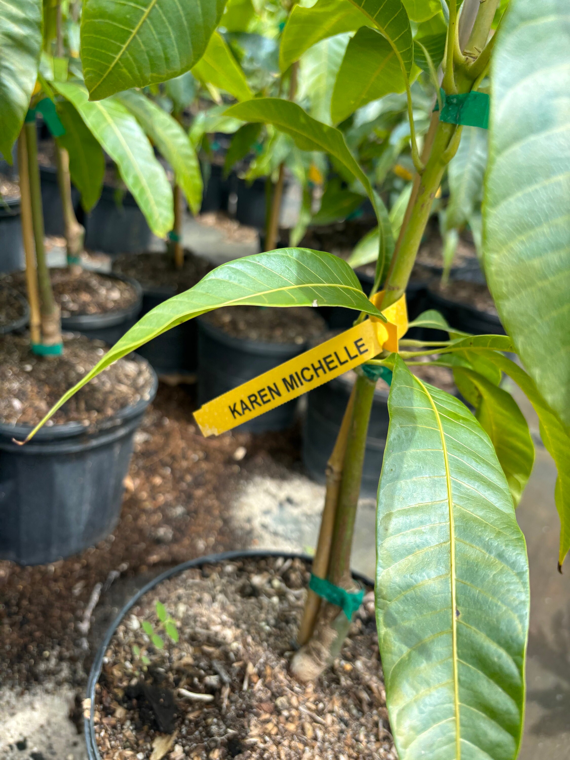 Grafted Karen Michelle Mango Tree - 3 Gallon Pot, Fully Rooted, Free ...