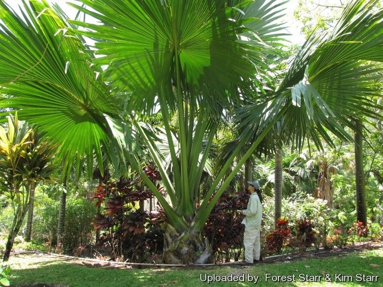 Extremely Rare Corypha Umbraculifera talipot Palm - Etsy