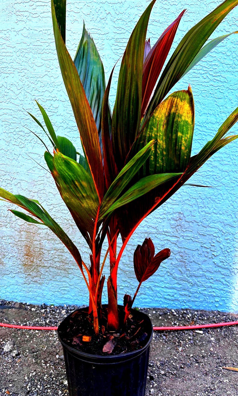Red Crownshaft Palm: Rare Exotic Red Areca Vestiaria Palm, 3 Gallon Pot ...