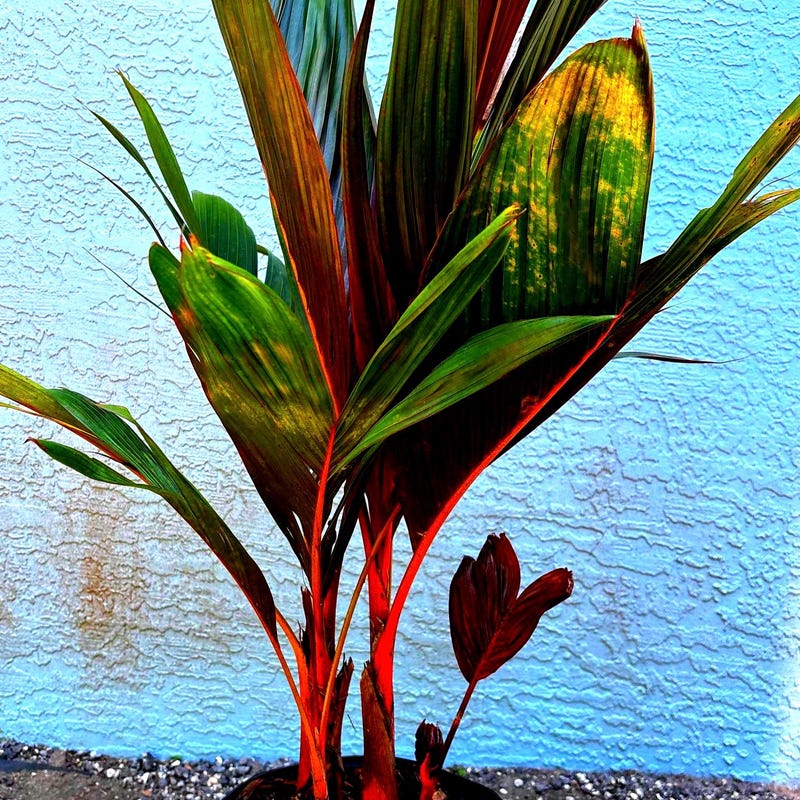 Areca Palm - Etsy