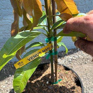 Grafted Venus Mango, 3 Gallon Pot Fully Rooted and Free Shipping! No ...