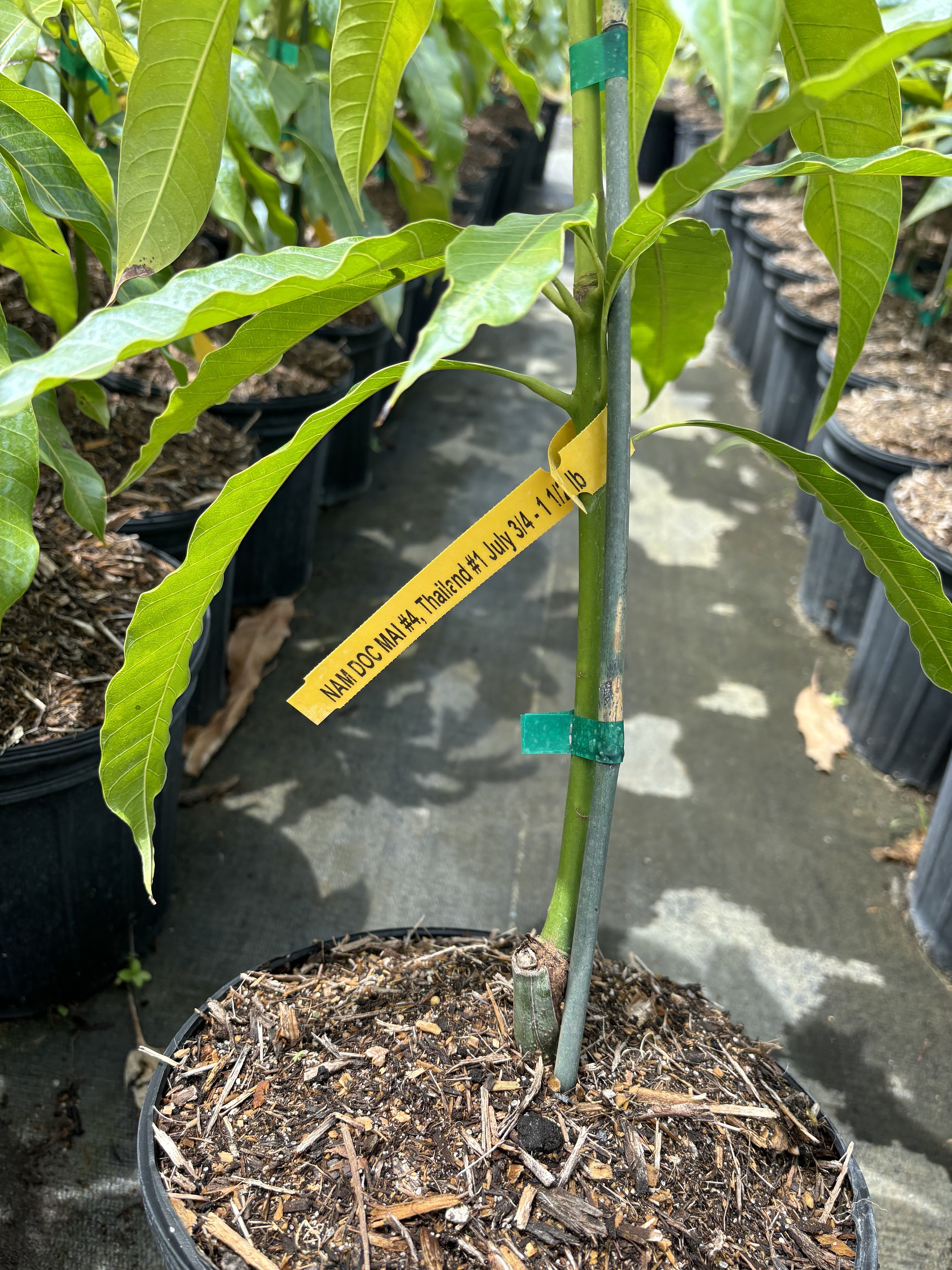 Grafted Nam Doc Mai Mango Tree - 3 Gallon Pot, Fully Rooted, Free ...