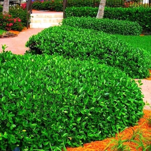 Green Island Ficus Bush – Ficus Microcarpa – 3 Gallon Live Plant ...