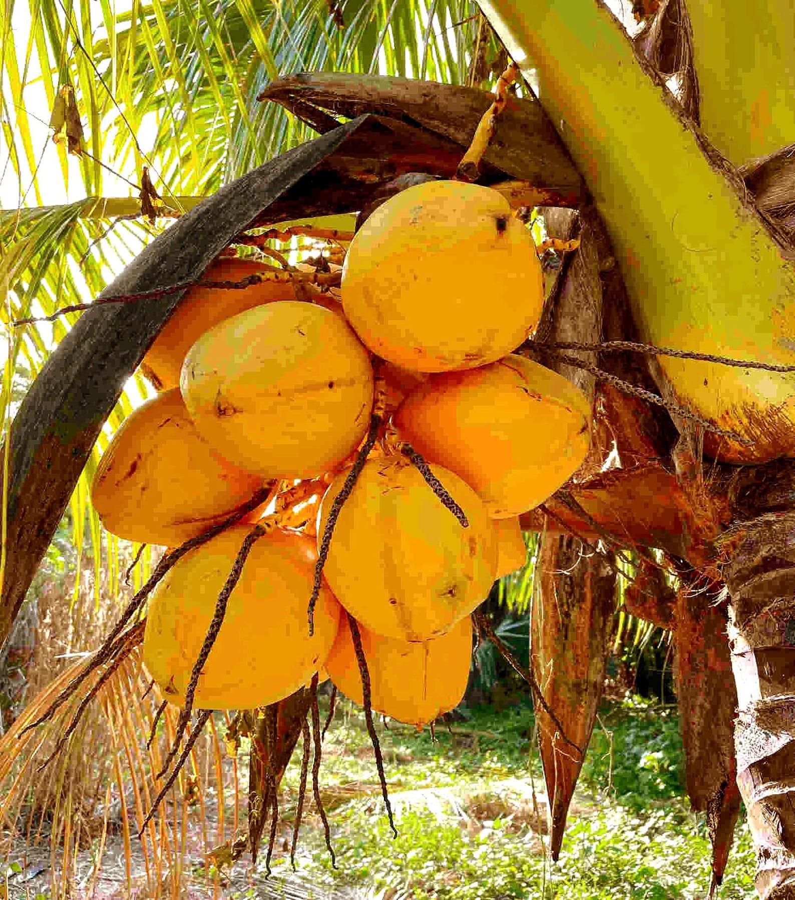 Rare! Costa Rican Certified, Dwarf Yellow Malayan Coconut Sprouted ...