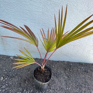 ExoticPalmSource - Etsy