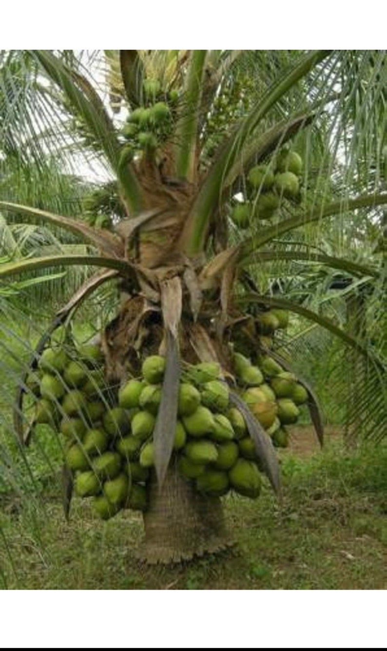 Rare Dwarf Green Malayan Costa Rican Certified Sprouted Coconut 2-3ft ...