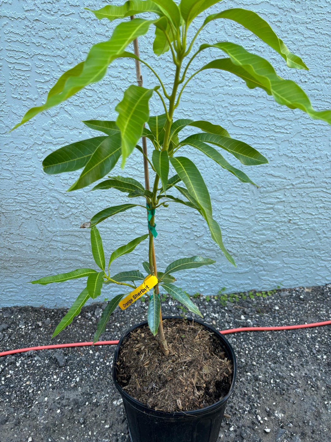 Grafted Orange Sherbet Mango Tree - 3 Gallon Pot, Fully Rooted, Free ...