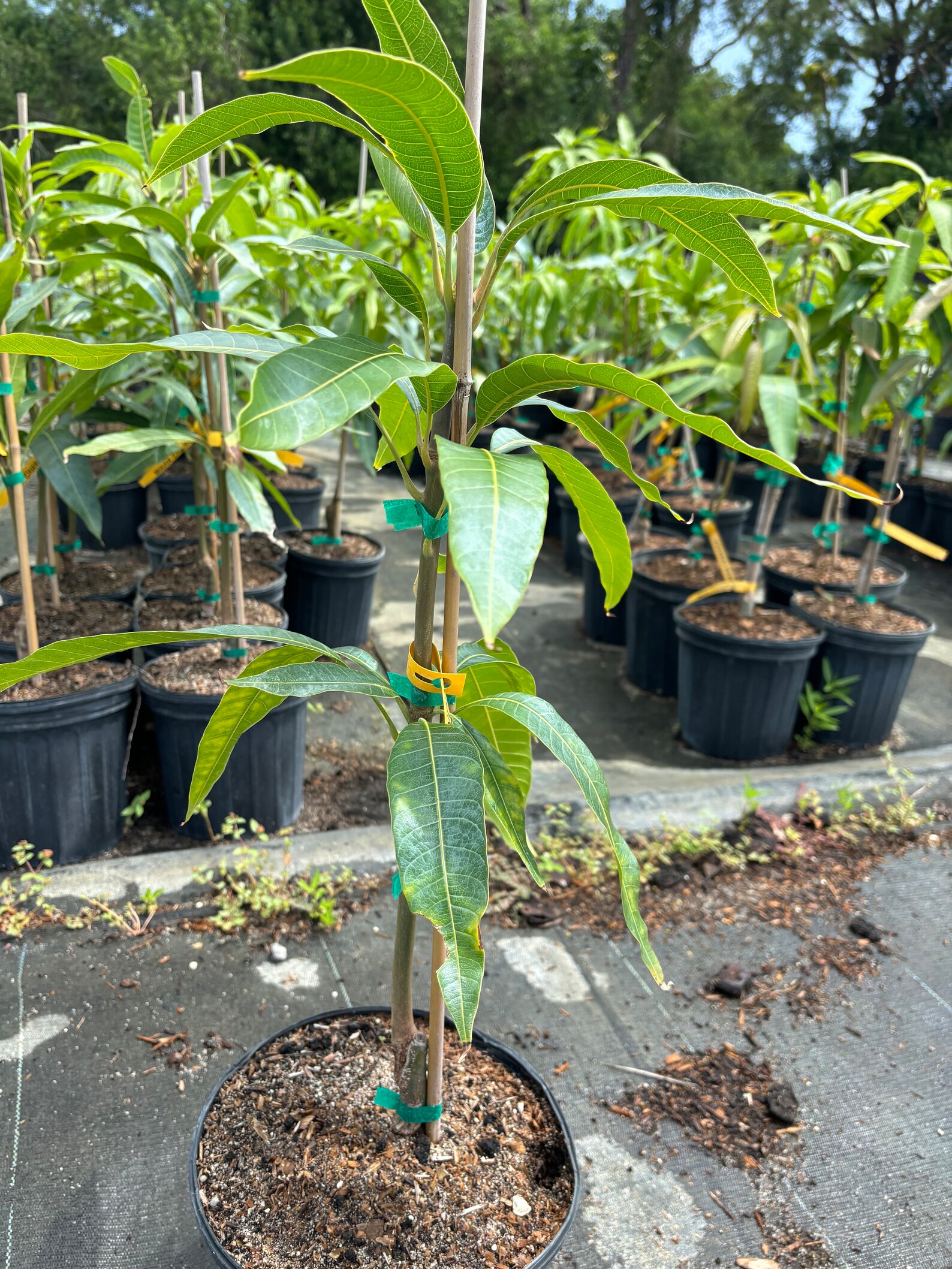 Grafted Karen Michelle Mango Tree - 3 Gallon Pot, Fully Rooted, Free ...