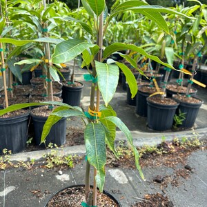 Grafted Karen Michelle Mango Tree - 3 Gallon Pot, Fully Rooted, Free ...