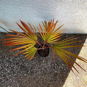 Red Latan Palm Tree: (latania Lontaroides) Rare Tropical Palm. 3 Gallon ...