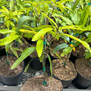 Grafted Dwarf Hawaiian Mango Tree - 3 Gallon Pot, Fully Rooted, Free ...