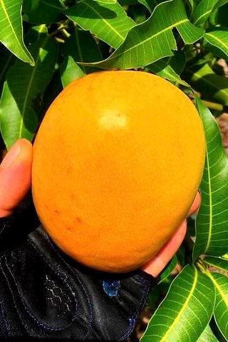 Grafted Triple Sec Mango Tree: Seacrest Variety, 3 Gallon Pot, Fully ...