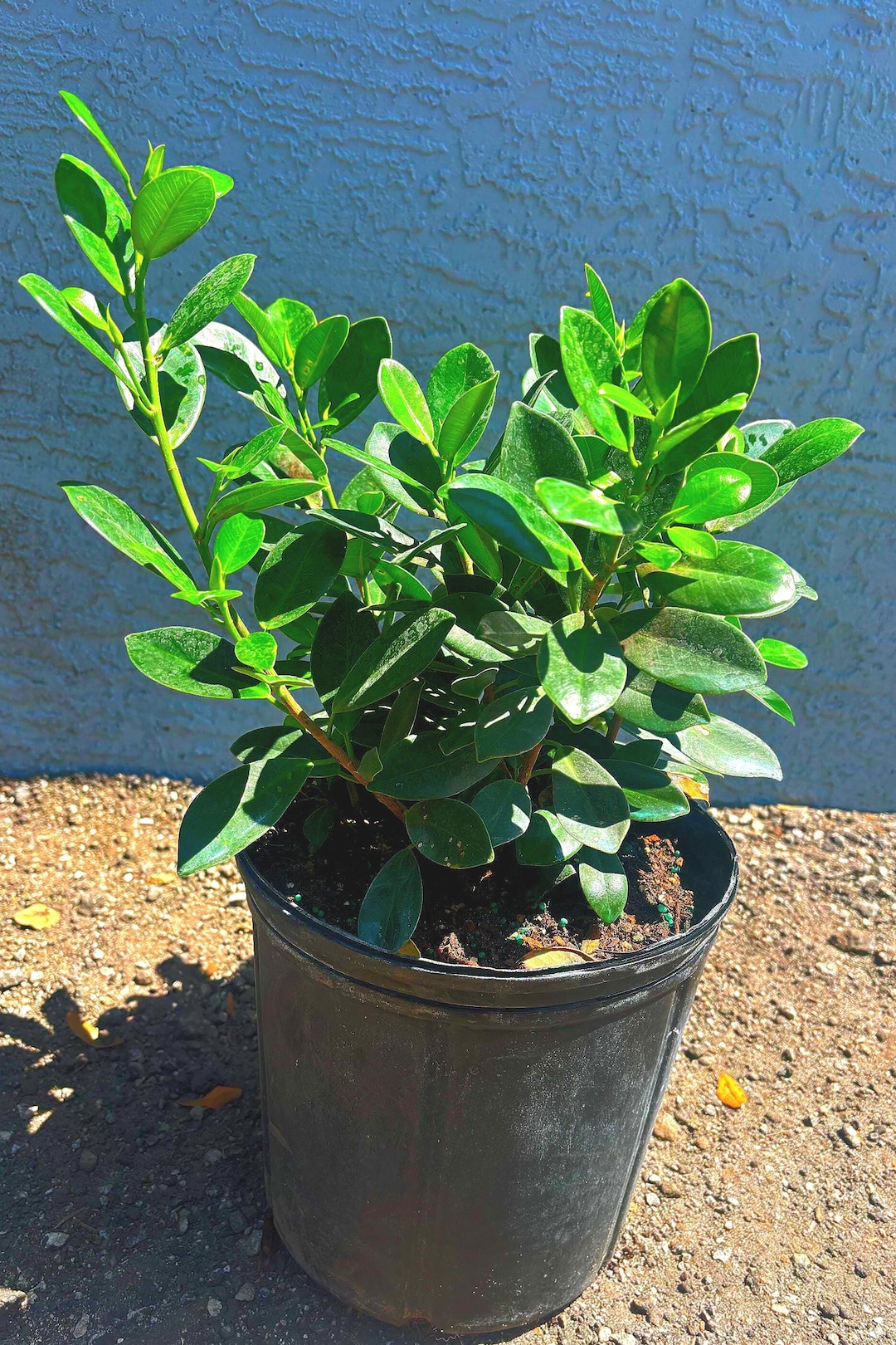 Green Island Ficus Bush – Ficus Microcarpa – 3 Gallon Live Plant ...