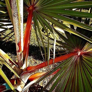 Red Latan Palm Tree: (latania Lontaroides) Rare Tropical Palm. 3 Gallon ...