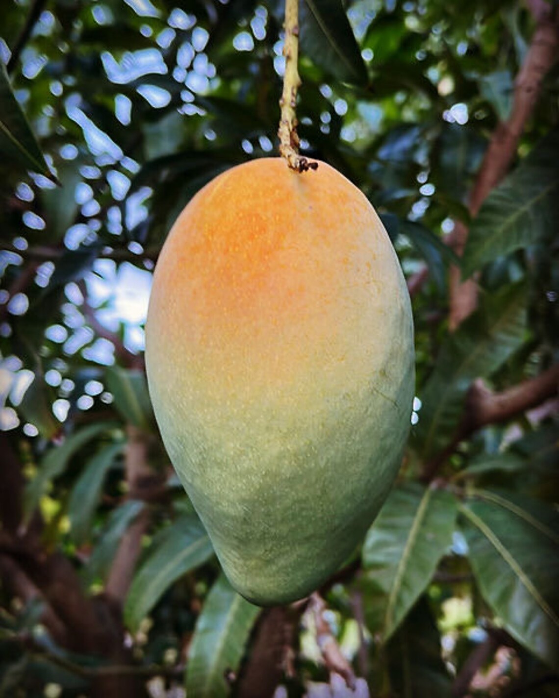 Grafted Karen Michelle Mango Tree - 3 Gallon Pot, Fully Rooted, Free ...