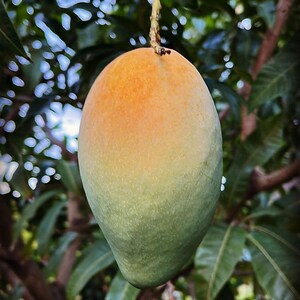 Grafted Karen Michelle Mango Tree - 3 Gallon Pot, Fully Rooted, Free Shipping! - Etsy